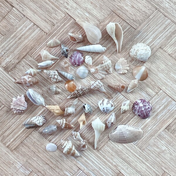Sanibel Island Assorted Mini Perfect Shells - Etsy