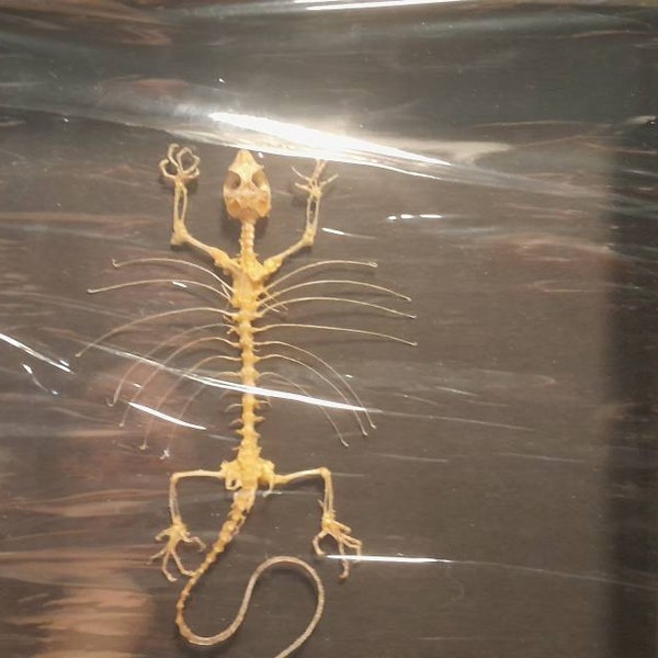 Ghost Cicada ayuthia Spectabilis Unframed Specimen. A1 Quality. Cicada ...