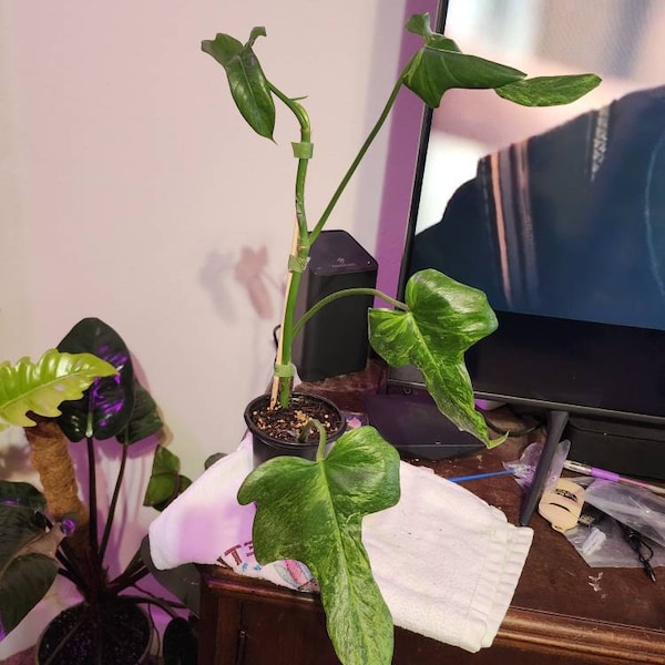 PHILODENDRON SUBINCISUM Huge CUTTING Aka Wilson Wilsonii Ee Not ...