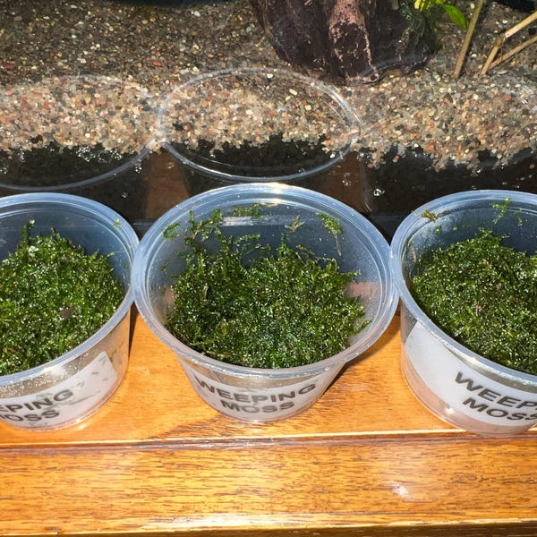 Chinaberry Tree, Pride of India, Bead-tree, Cape Lilac, Persian Lilac ...