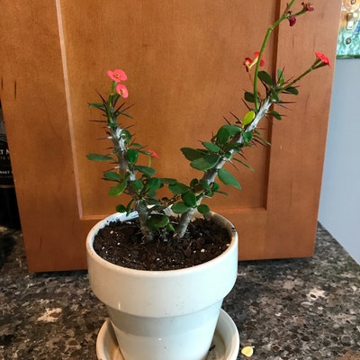 Dwarf Crown of Thorns Red Form euphorbia Milii Imperatae - Etsy