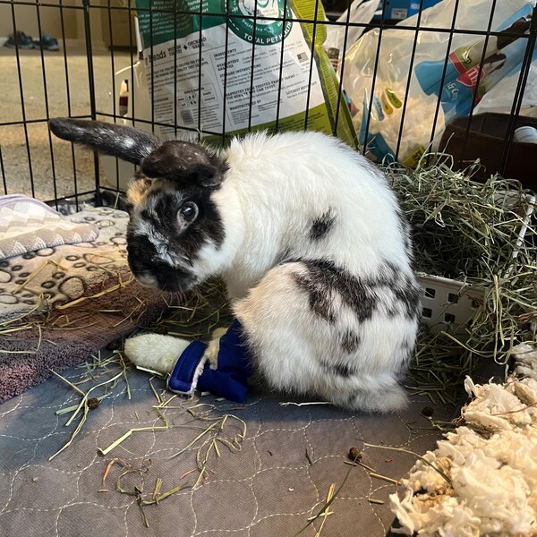 Size: Jumbo Rabbit Hock Socks (2-way Straps) - Etsy