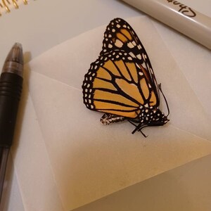 Real Framed Red Cracker Butterfly Hamadryas Amphinome Red Blue | Etsy