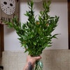 Fresh Italian Ruscus Bundle, Ruscus ACULEATUS , California Flower ...