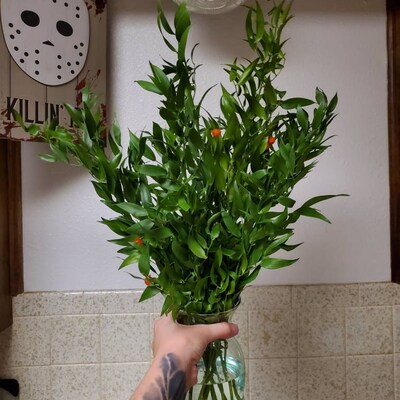 Fresh Italian Ruscus Bundle, Ruscus ACULEATUS , California Flower ...