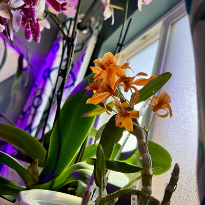 In Spike/bloom Phal. Chiada Stacy '607' Multiflora, Long Lasting Flower ...