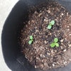 Rose Mallow Flower Seeds, Also Know as Tree Mallow cool BEANS N Sprouts ...