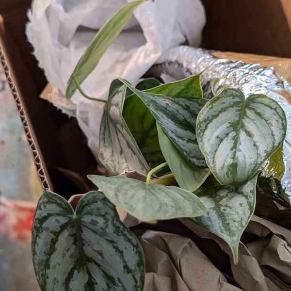 Hoya Cv. Chouke Full & Trailing Live Plant in 4 Hanging Basket - Etsy