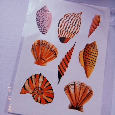 Seashells Art Postcard Coastal Shells Illustration Nature - Etsy