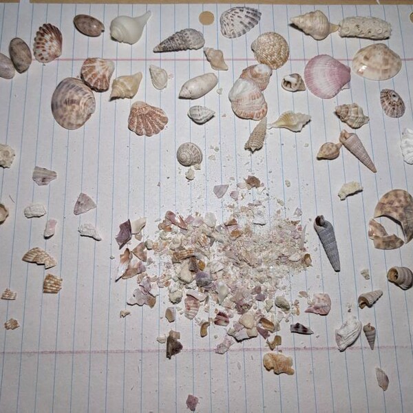 25+ Cross-barred Venus Shells, Sea Shells, Sanibel Sea Shells, Florida ...