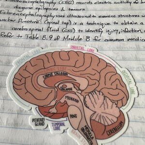 Labeled Heart Diagram Sticker Hand-drawn Anatomy Sticker Medical ...