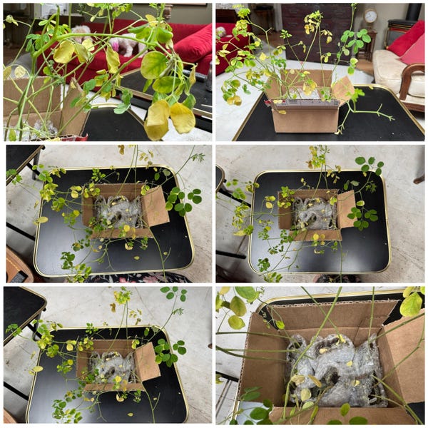 Moringa Oleifera Seeds - Drumstick Seeds - Malunggay Seeds - Miracle ...