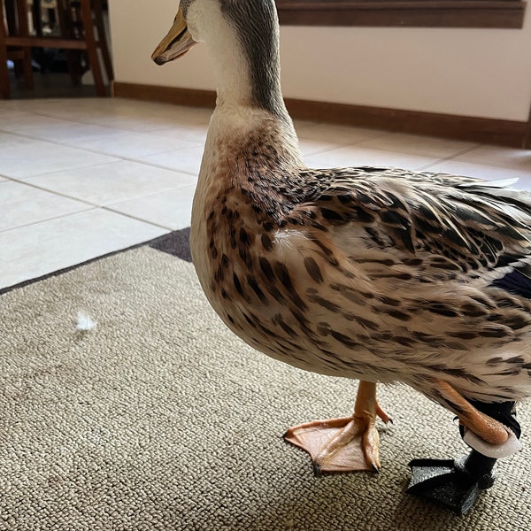 Medium Bird and Chicken Prosthetic Leg. - Etsy