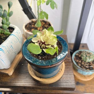 Actual Plant RARE Variegated Alocasia frydek Albo Mint Hybrid Sport ...