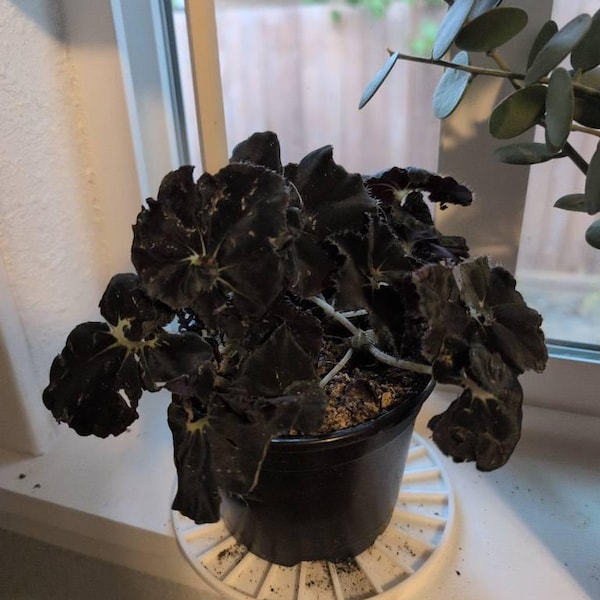 Hunter's Venom African Violet Live Plant, Young Starter in a 4" Pot ...