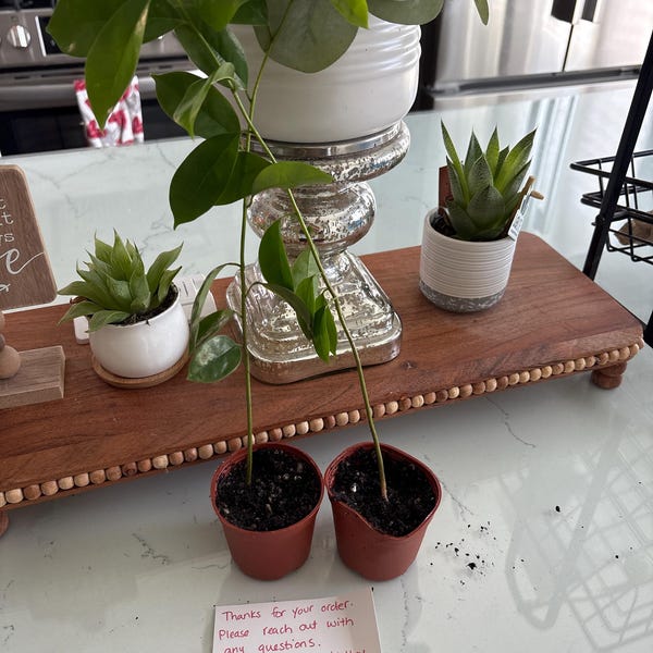 Organic Dwarf PIGEON PEAS Gunga Pea Seeds - Cajanus Cajan Gandul Lazaro ...