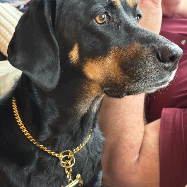 Cute Xiao Long Bao Dog Toy With Squeaker | Cute Kawaii Chinese Dumpling ...