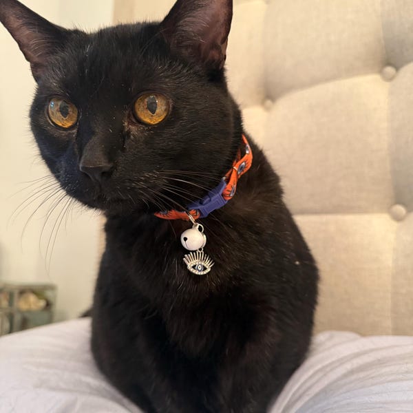 Pink Daisy Cat Collar, Y2k Floral Cat Collar Breakaway, Cute Girl ...