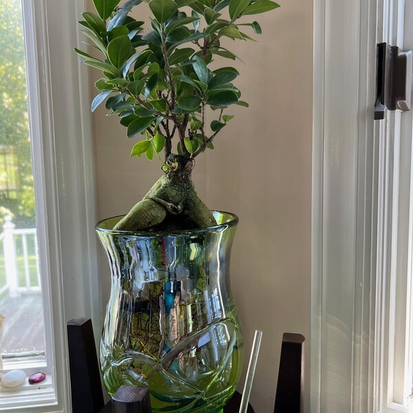 4 African Violet cabbage Patch - Etsy