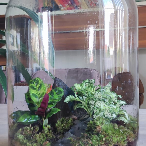 Plant Terrarium Kit • Palm • 3 Terrarium Plants • Closed Terrarium ...