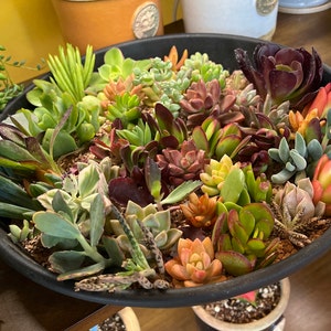 Live Succulent Arrangement in Two-tone Ceramic Bowl Succulent | Etsy