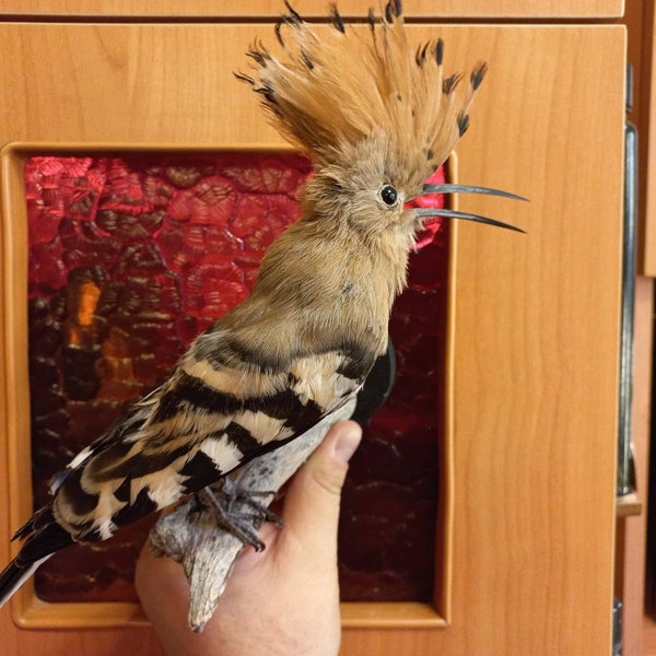 Black Headed Seagull Salted Skin Taxidermy - Etsy