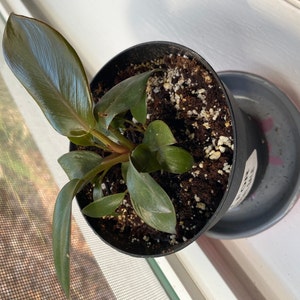 Philodendron Royal Queen Starter Plant ALL STARTER PLANTS - Etsy