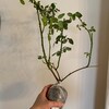 Rose “ausbite” English Climbing Rose Ownroot Plant, 1 Gallon (1.5-2 ...