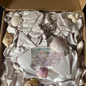 Large Specimen Grade 63.1mm CONUS Regius Royal, Crown Cone SEASHELL JB ...