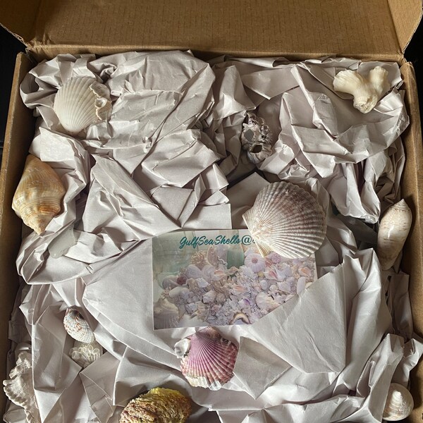 Dark Mottled Coloring 35.8mm Florida Keys Collected Rare Vokesimurex ...