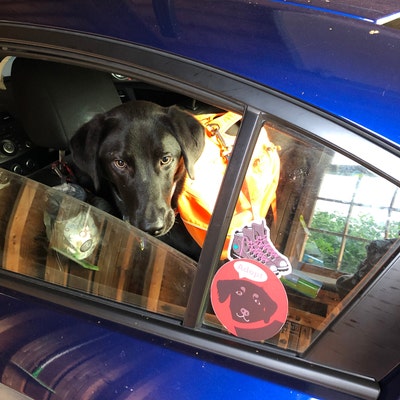 Adopt Bumper Sticker Black Labrador Retriever Dog - Etsy