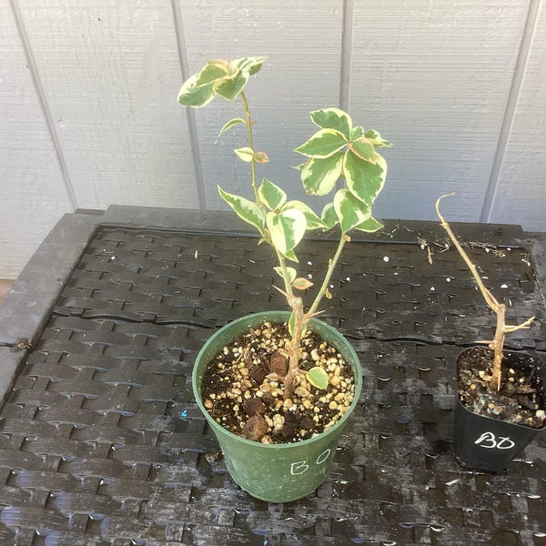 Royal Intenz Magnifica Medinilla Plant~~live Well Rooted Starter Plant ...