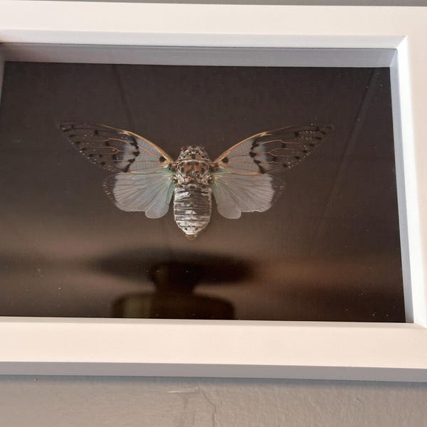 Preserved Scarab Beetle Anatomy Taxidermy Display - Etsy