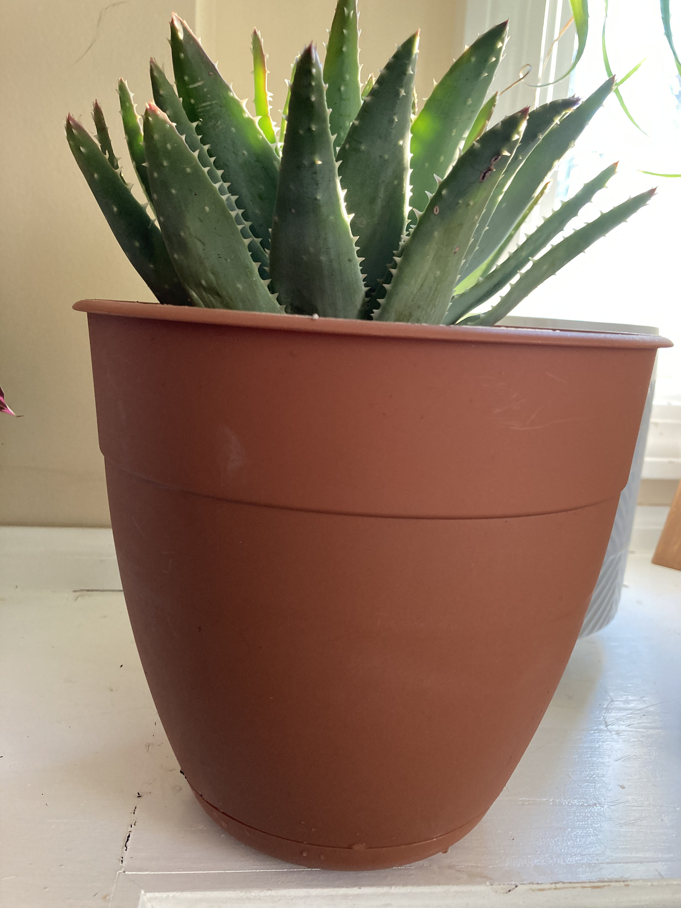 ROOTED LARGE Aloe Brevifolia Alligator Crocodile Plant | Etsy