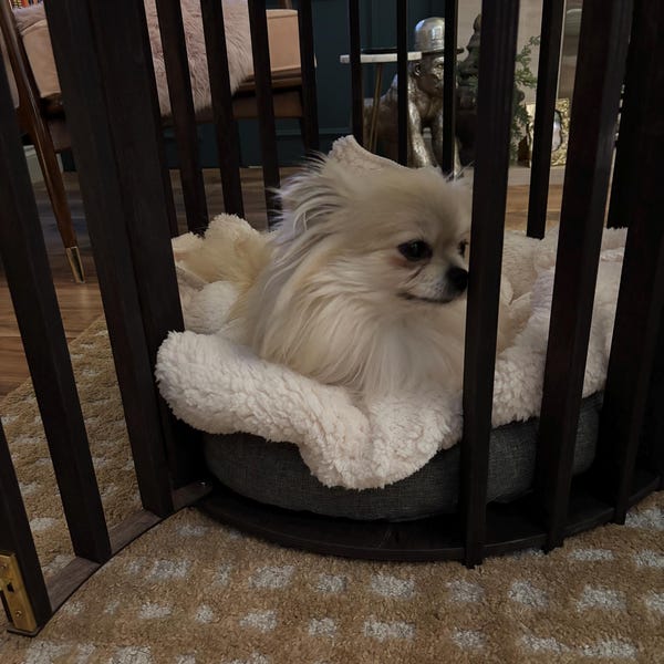 Dog House - Coffee Table Light Modern Dog House Dog Bed Puppy Dog House ...