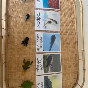 Earthworm Life Cycle Identification Cards - Etsy