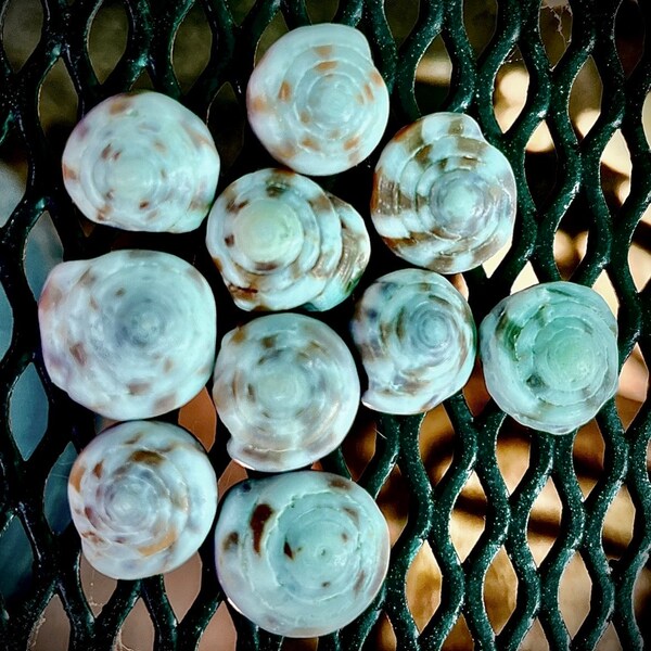 Small Hawaiian Cone Shells Handpicked From Oahu Beaches for Jewelry ...