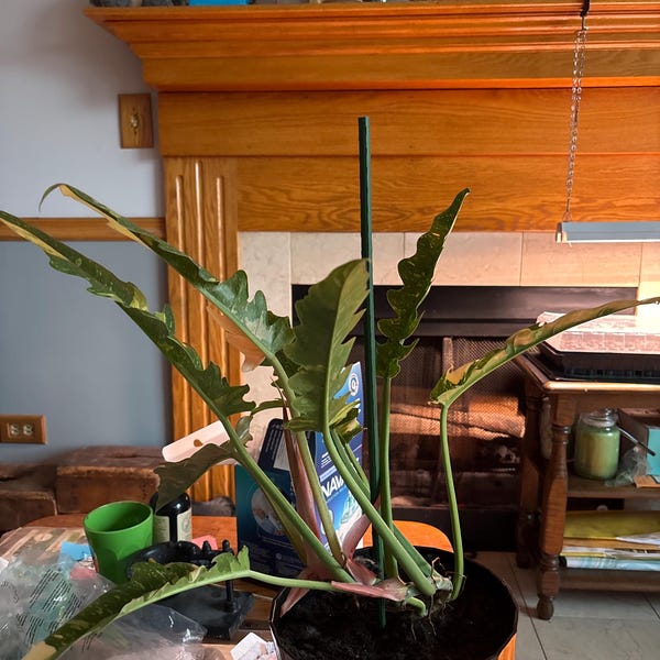 Anthurium Zara X Michelle Doc Block Hybrid - Etsy