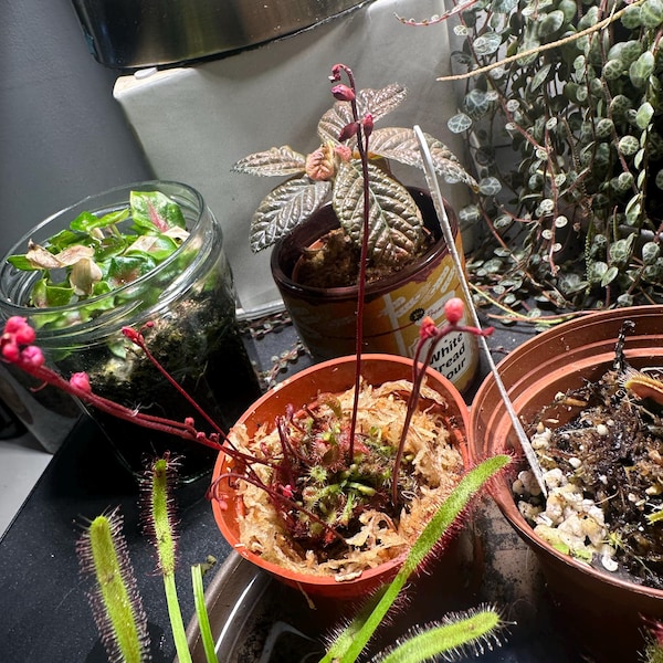 Carnivorous Spoon Leaf Sundew Drosera Spathulata Plant 3 Inch Pot - Etsy