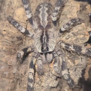 Rare Gothic Real Tarantula Specimen With Tigers Eye Stone in Vintage ...