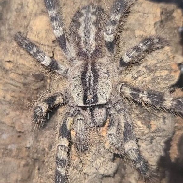 Rare Gothic Real Tarantula Specimen With Tigers Eye Stone in Vintage ...