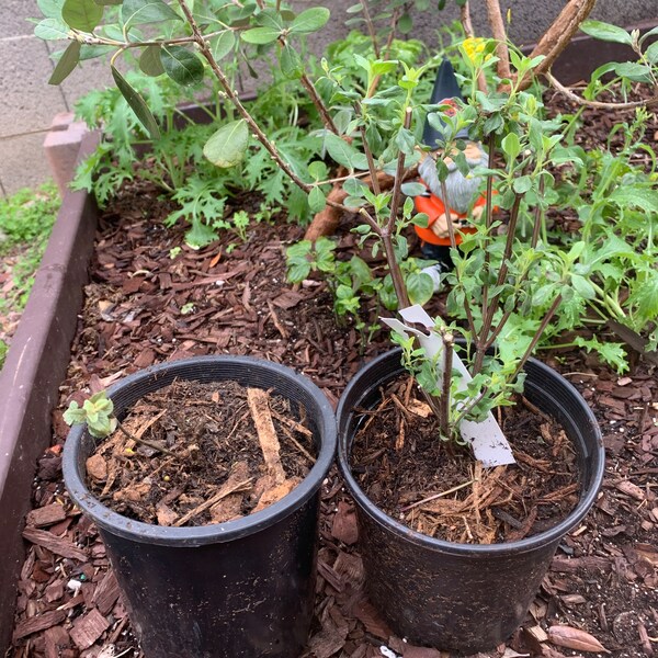 Agastache 'mango Tango' Hummingbird Mint - Etsy