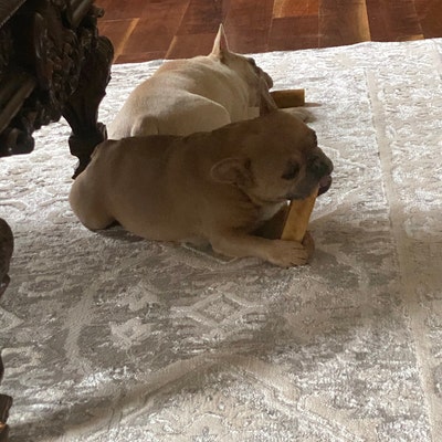 Small Dog Himalayan Yak Milk Bones Dog Chews for Small Dogs Organic ...