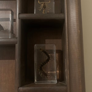 Round LED Display Base for Wet and Diaphonized Specimens | Etsy