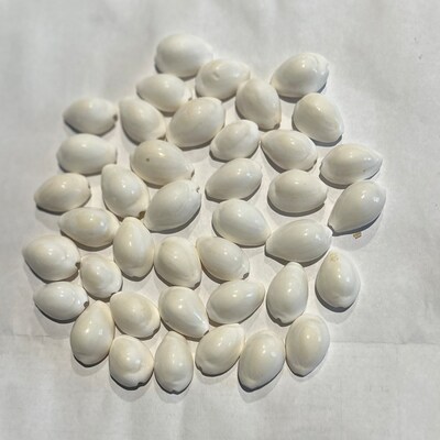 White Cowrie Seashells Cypraea Annulus 40 Shells Approx. 0.5 Inch ...