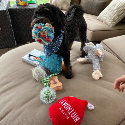 Snuffle Ball, Treat Dispenser, Treat Ball, Canine Enrichment, Keep Dogs ...