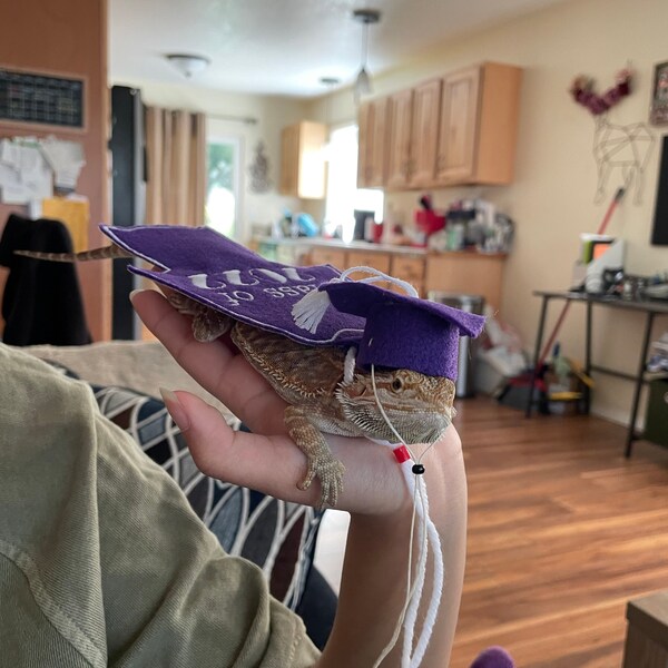Bearded Dragon Graduation Cap and Gown - Etsy