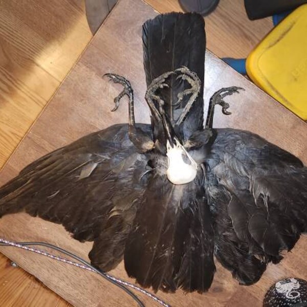 Real Crow Skull Wings Tail Feet Real Natural Carrion Rook Feathers ...