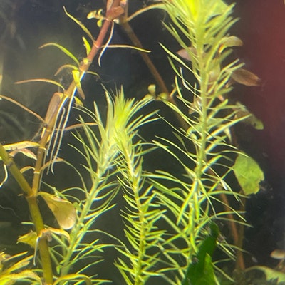 1 Bucephalandra Micro Live Aquarium Plants Free S/h Live Aquatic Plants ...