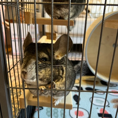 Chinchilla Hut Hideout House Free Standing House for Chinchilla Kiln ...